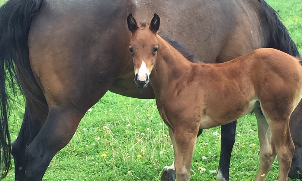 10 Cute Foals Guaranteed to Brighten Your Day - COWGIRL Magazine