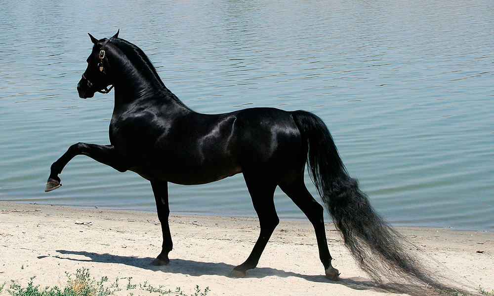 5 Fun Facts About The Morgan Horse - COWGIRL Magazine