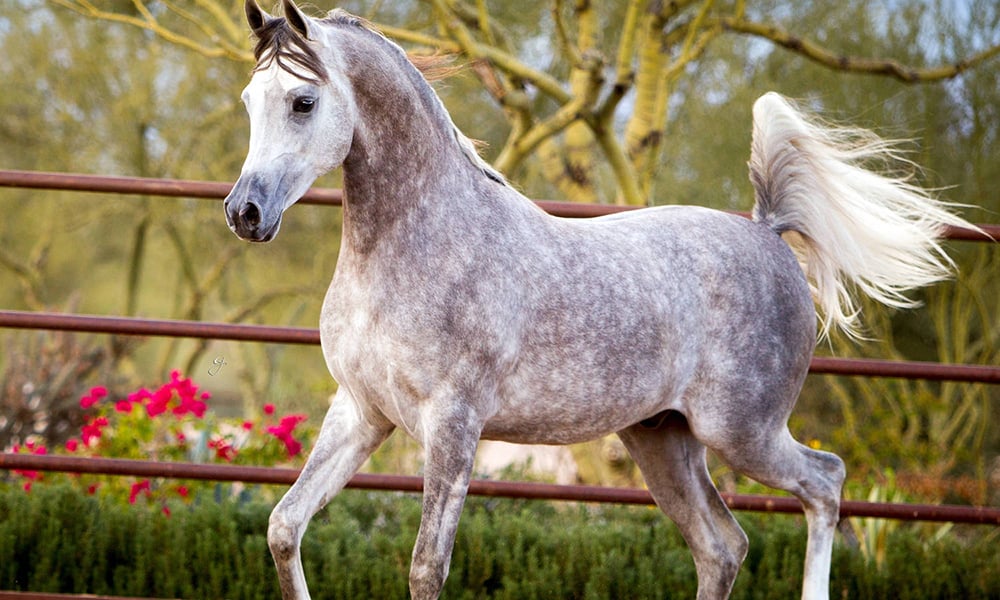 5 Fun Facts About Arabians - COWGIRL Magazine