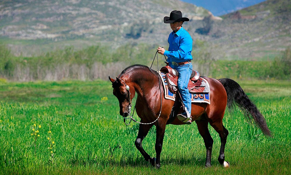 5 Fun Facts About Arabians - COWGIRL Magazine