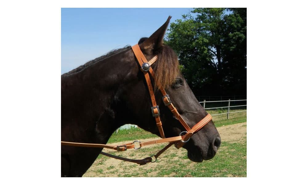 Bitless Bridles For The Western Rider - COWGIRL Magazine