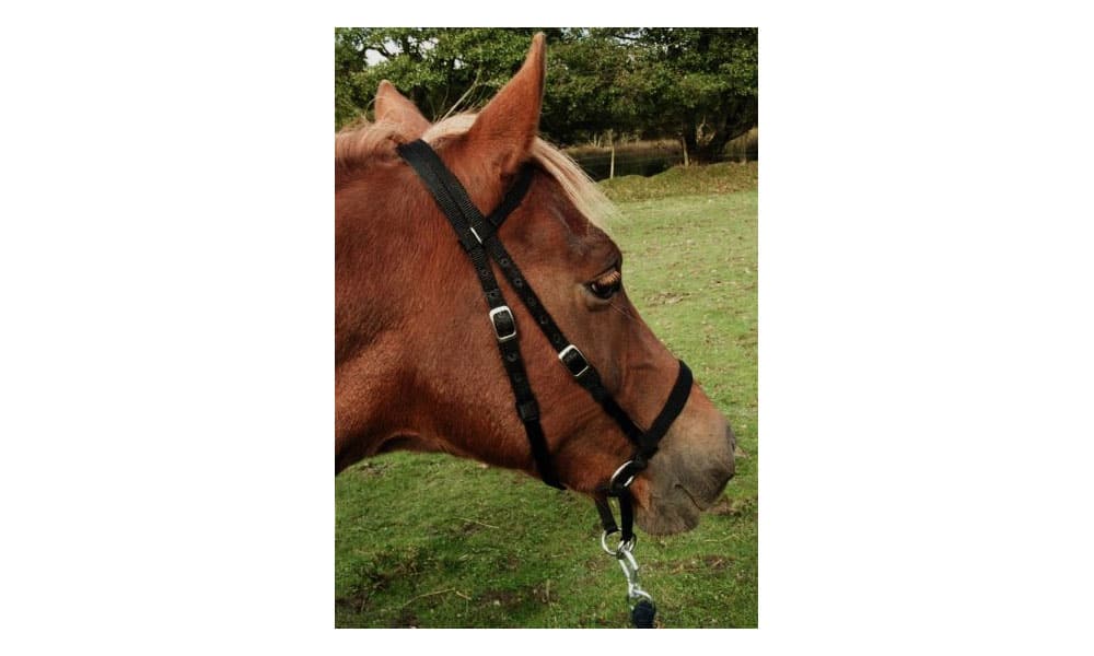 Bitless Bridles For The Western Rider Cowgirl Magazine