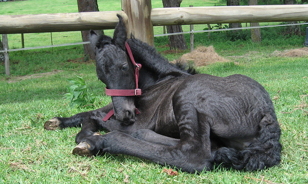 5 Fun Facts About The Friesian Horse - COWGIRL Magazine
