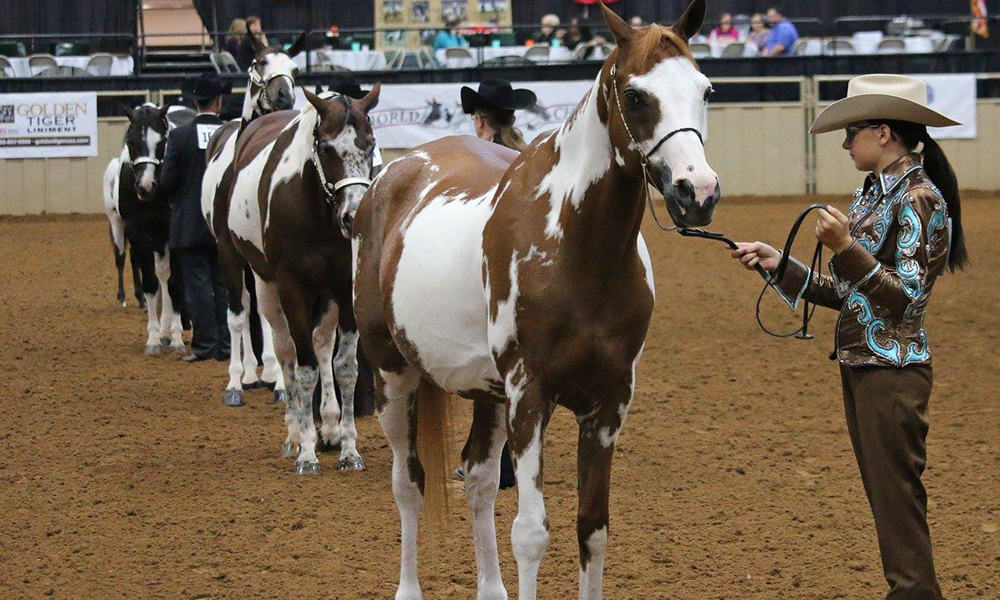 The Countdown Is On: The Pinto World Championship - COWGIRL Magazine