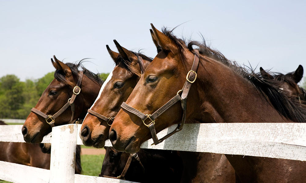 5 Facts About Thoroughbred Horses That You Never Knew - COWGIRL Magazine