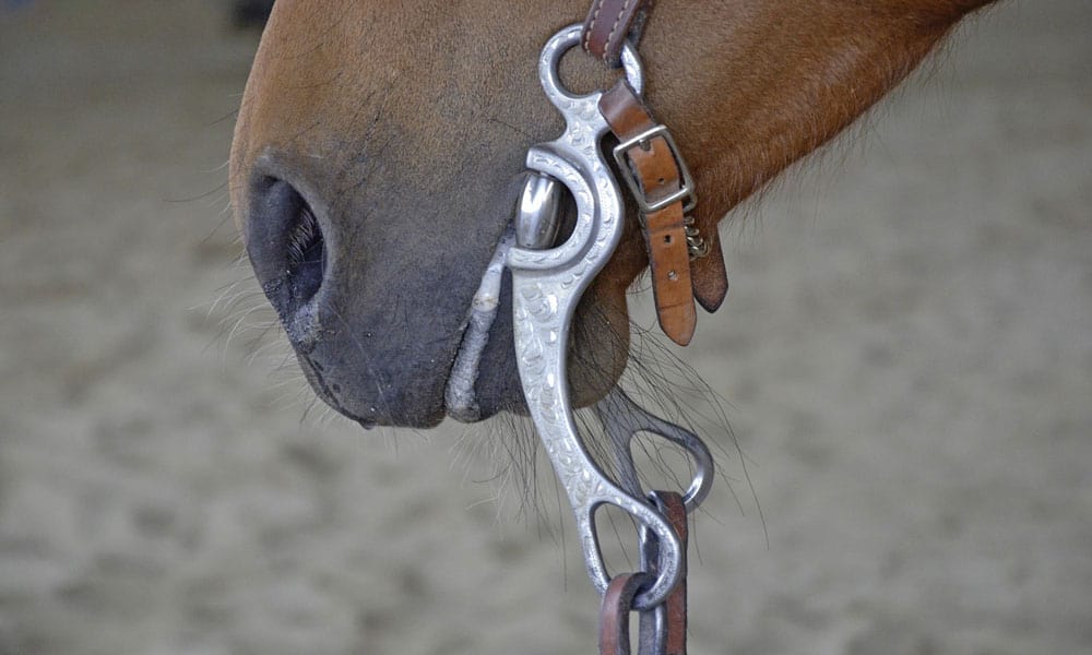 Make Your Horse's Bit Shine With These Easy Steps - COWGIRL Magazine