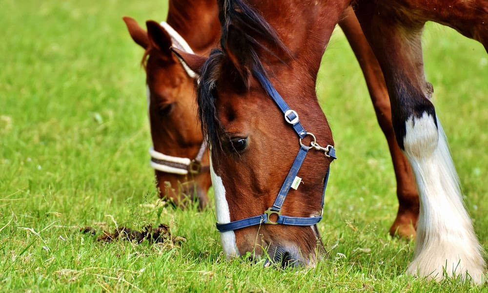 A Deworming Schedule To Keep Your Horse Protected - COWGIRL Magazine