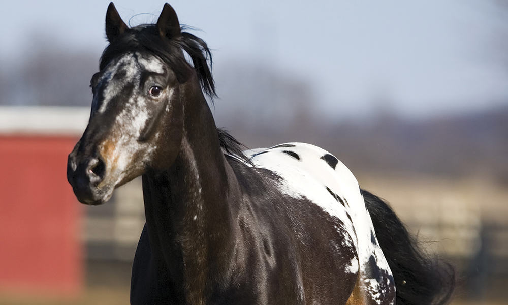 Appaloosas: The Ultimate Comeback Story - COWGIRL Magazine
