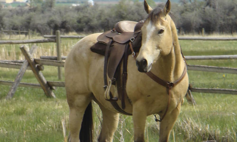 Ranch Geldings - COWGIRL Magazine