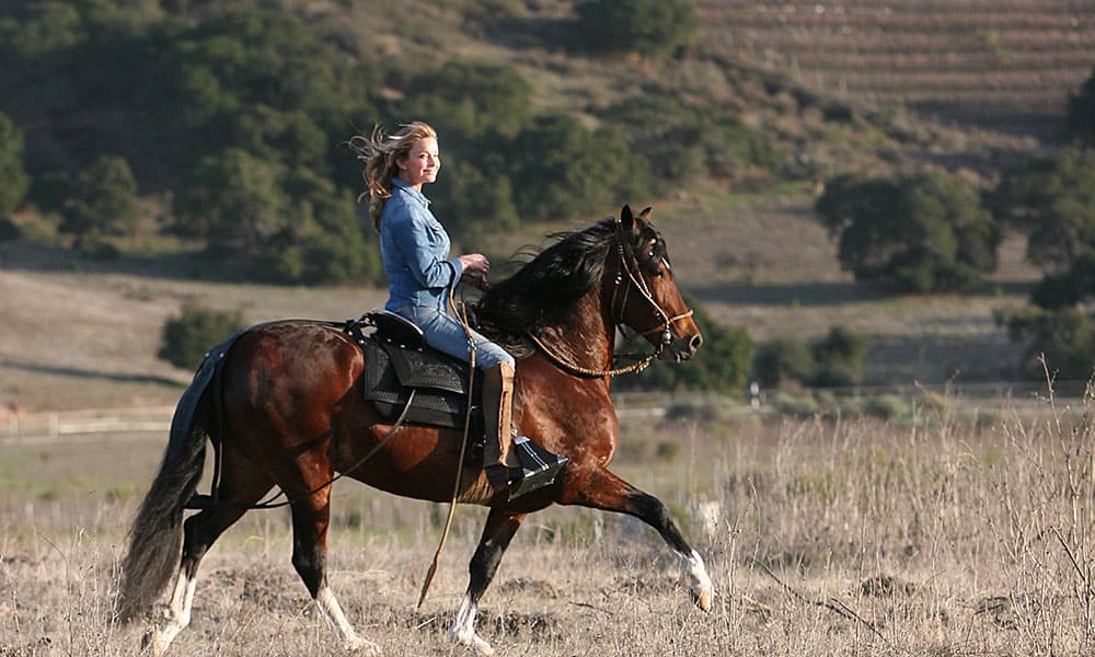 The Peruvian Horse - COWGIRL Magazine