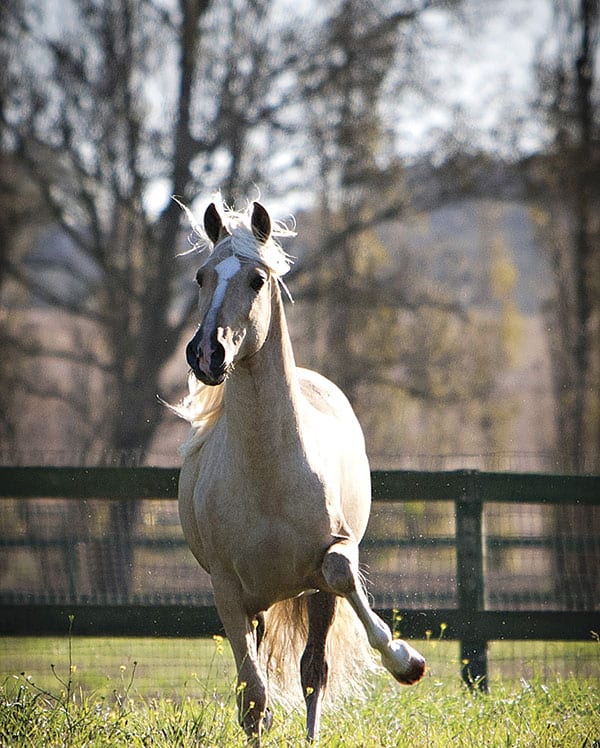 The Peruvian Horse - COWGIRL Magazine