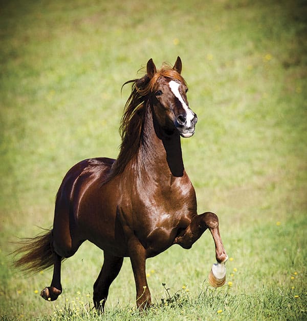 The Peruvian Horse - COWGIRL Magazine