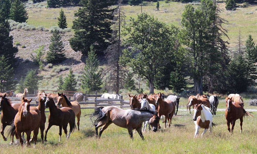 Experience A Working Ranch Firsthand - COWGIRL Magazine