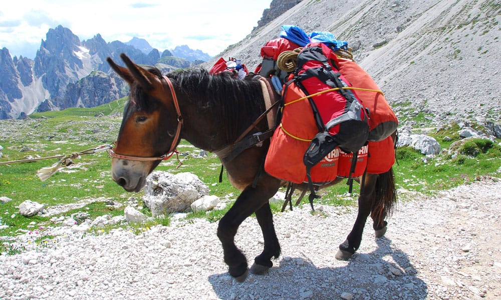 Mules And Donkeys Steal The Show - COWGIRL Magazine