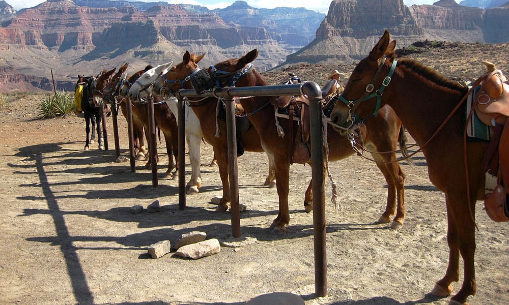 Mules And Donkeys Steal The Show - COWGIRL Magazine