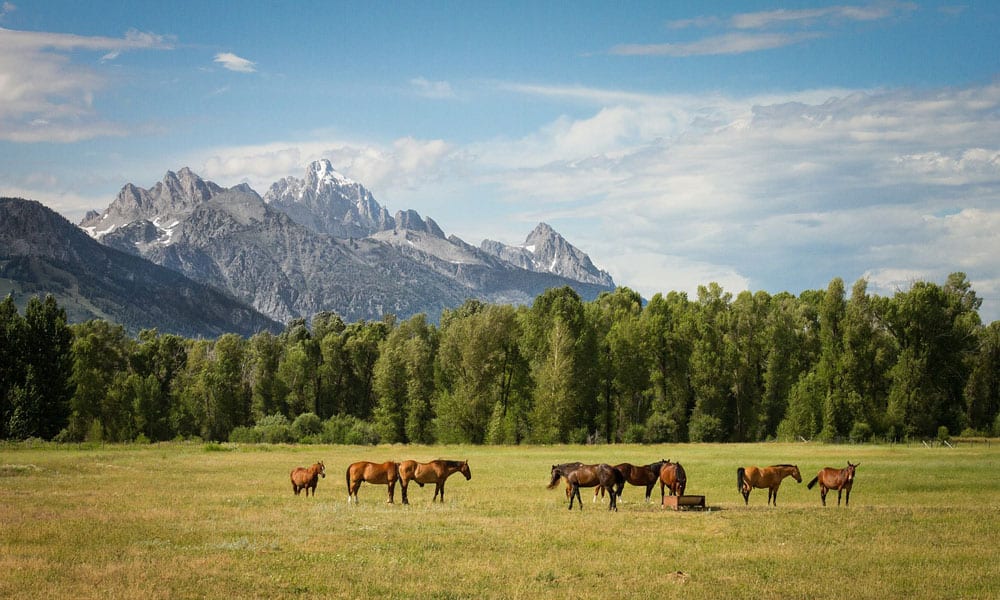 The Best Size Pasture For Your Horse - COWGIRL Magazine
