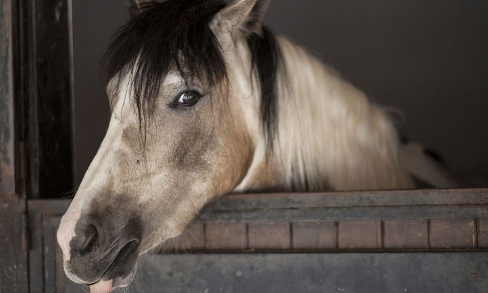 Get The Facts On What A Coggins Test Really Is - COWGIRL Magazine