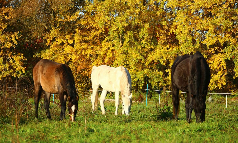 Fall Feeding Tips To Keep Your Horse Healthy - COWGIRL Magazine