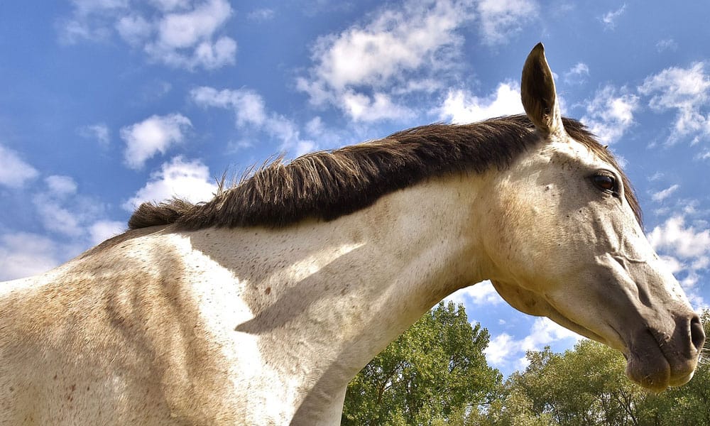 Top 5 Pony Breeds For Children And Small Adults - COWGIRL Magazine