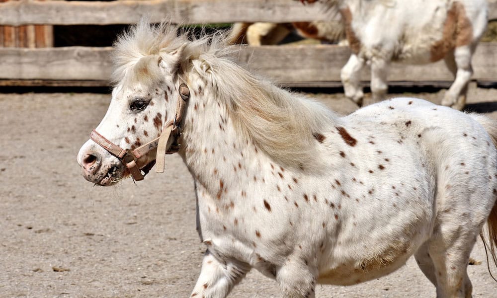 Top 5 Pony Breeds For Children And Small Adults - COWGIRL Magazine
