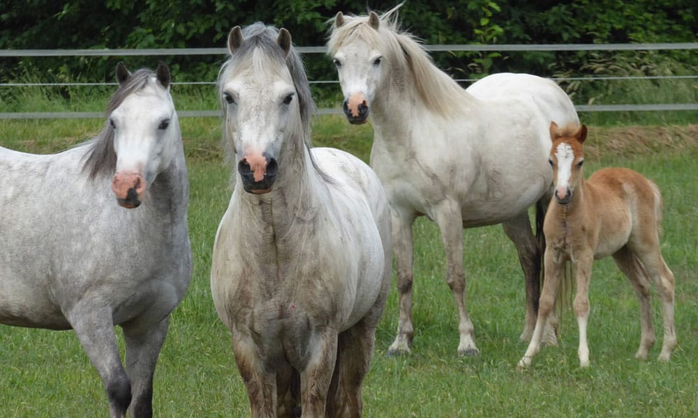 Top 5 Pony Breeds For Children And Small Adults - COWGIRL Magazine