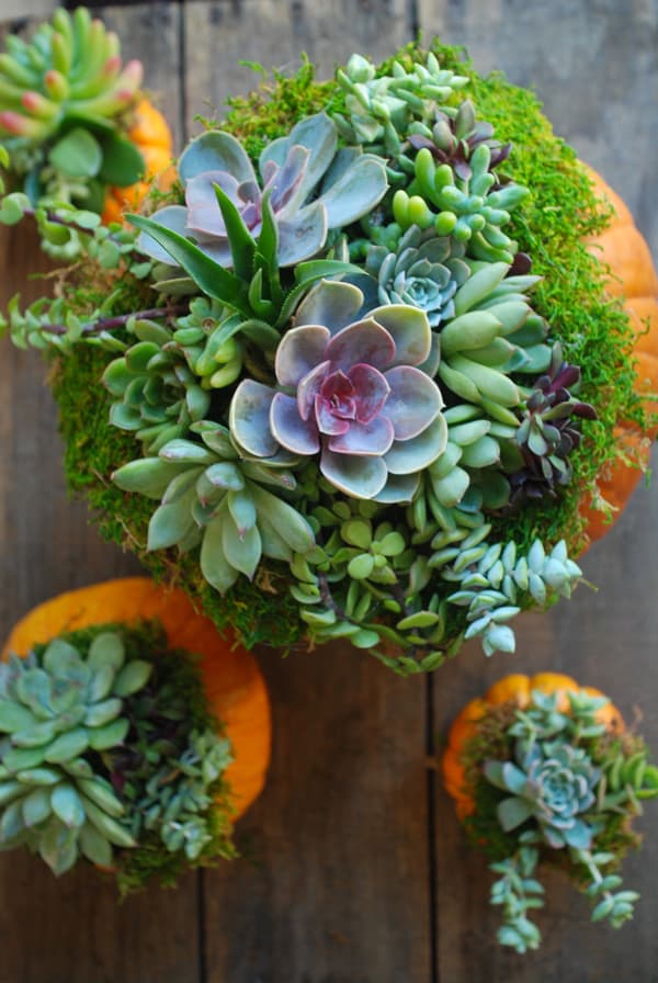 Succulent Pumpkin Arrangements Are A Must For Fall! - COWGIRL Magazine