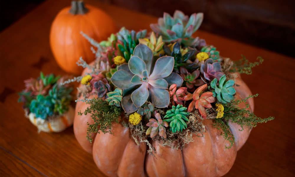Succulent Pumpkin Arrangements Are A Must For Fall! - COWGIRL Magazine