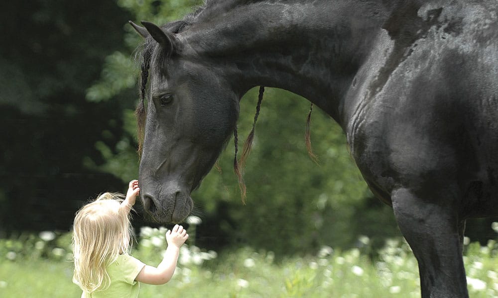 Friesian Horses: Legacy of A Midnight Colored Mount - COWGIRL Magazine