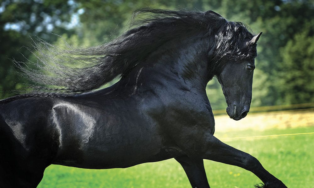 Friesian Horses: Legacy of A Midnight Colored Mount - COWGIRL Magazine
