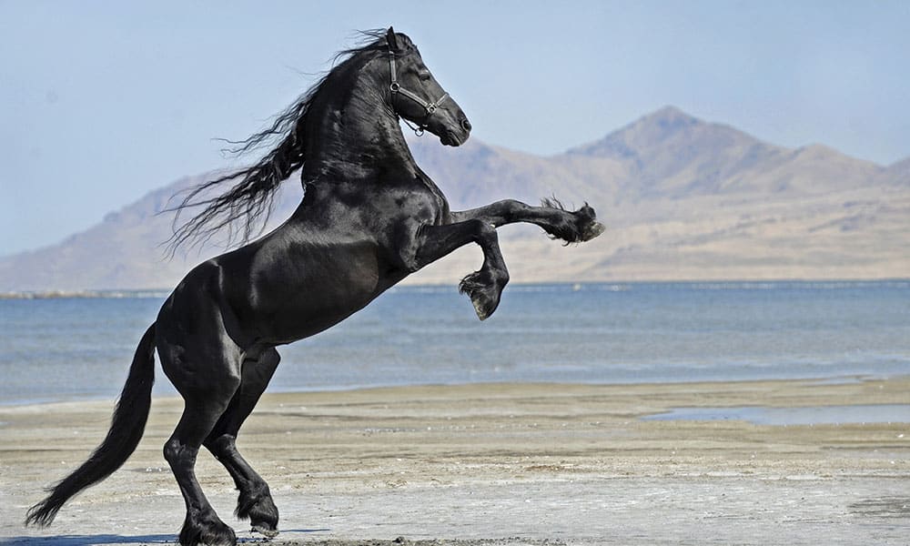 friesian close fleet