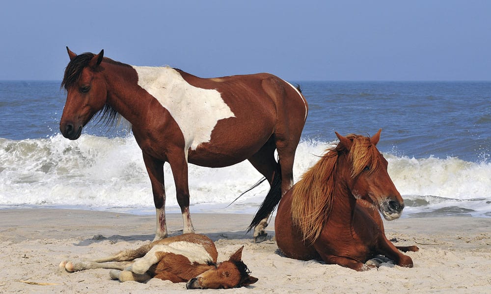 The Saltwater Ponies - COWGIRL Magazine