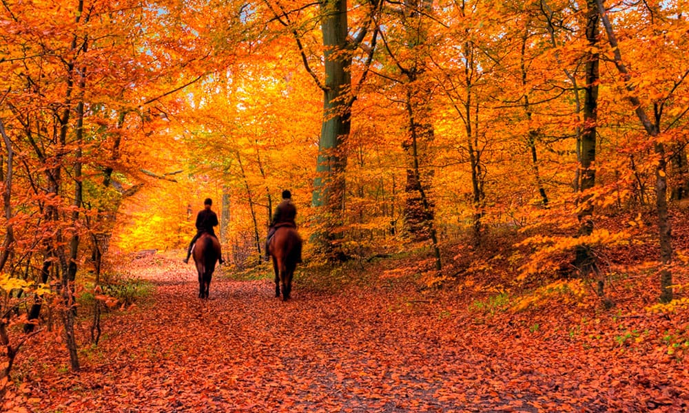 Horses Who Just Can't Get Enough Of Fall - COWGIRL Magazine