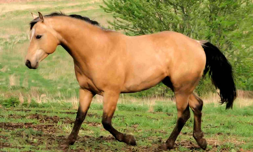 5 Real Life Buckskin Horses That Look Just Like Spirit - COWGIRL Magazine