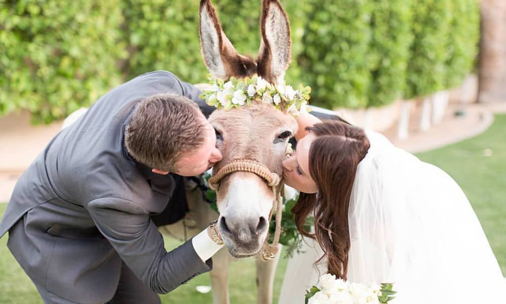 The Best Of The Wedding Beer Burros - COWGIRL Magazine