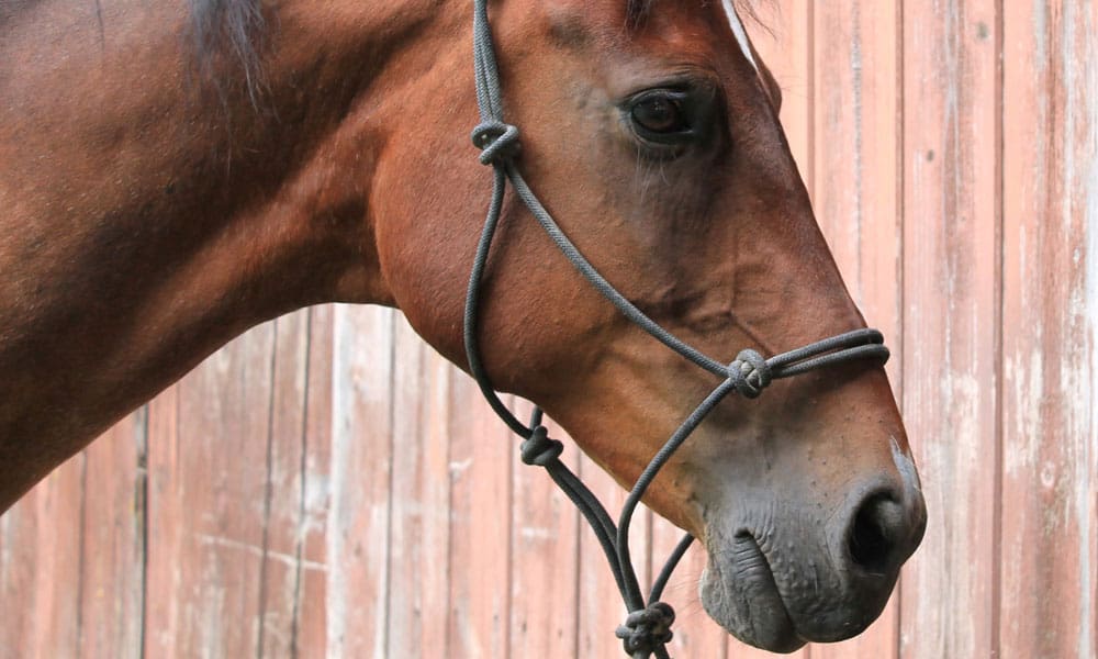 Parelli Natural Horsemanship Program: The Seven Games - COWGIRL Magazine