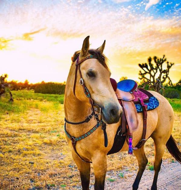 10 Photos By Riding on Roan That Will Awaken Your Cowgirl Soul ...