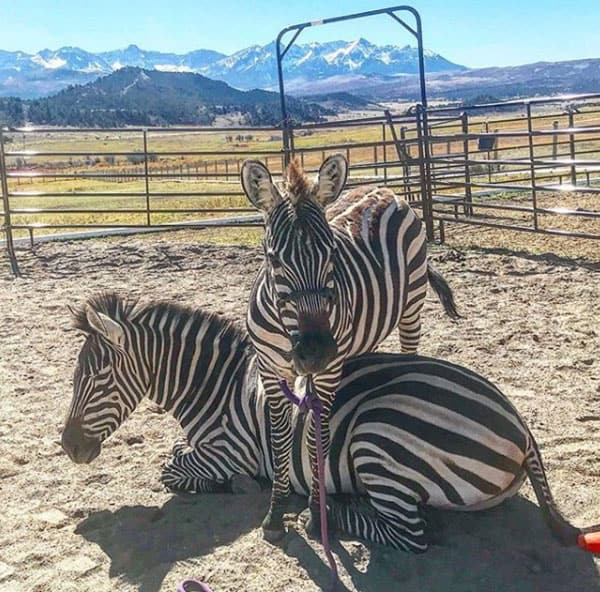 7 Times Mustang Maddy And Her Zebras Wowed Us - COWGIRL Magazine
