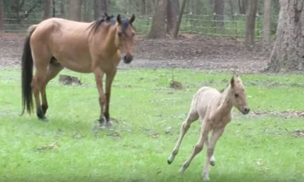 The Endangered Marsh Tacky Horse Just Welcomed A New Member - COWGIRL ...