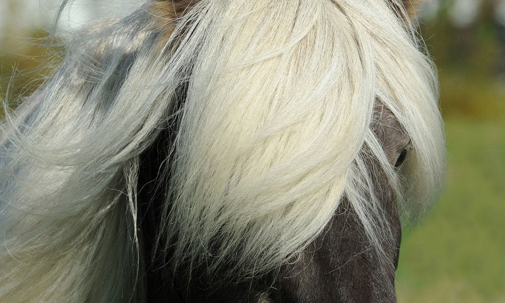 Got Hair? These Horses Have More Than Enough! - COWGIRL Magazine