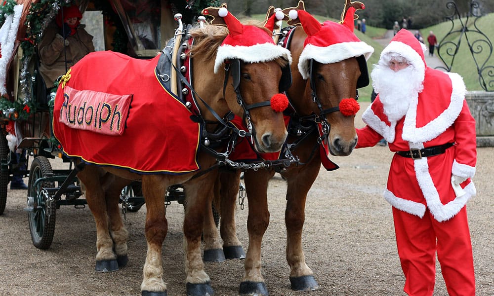 10 Horses Who Need To Have A Talk With Their Owners This Christmas ...
