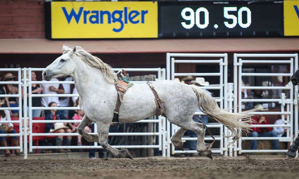 Meet The Bareback Horse Of The Year, Virgil of C5 Rodeo - COWGIRL Magazine