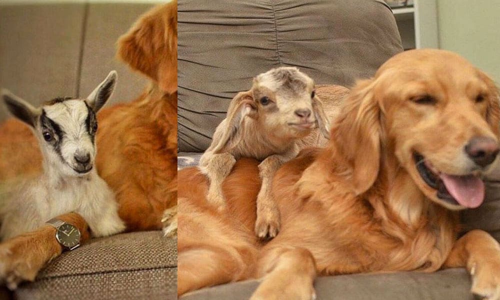This Dog Thinks These Goats Are Her Babies And It's The Cutest Thing ...