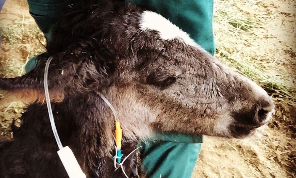 Keep This Cervi Championship Rodeo Company Colt In Your Thoughts ...