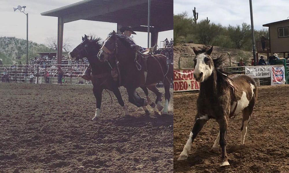W/A Rodeo's Put On An Incredible Show At The Wickenburg Gold Rush Days ...