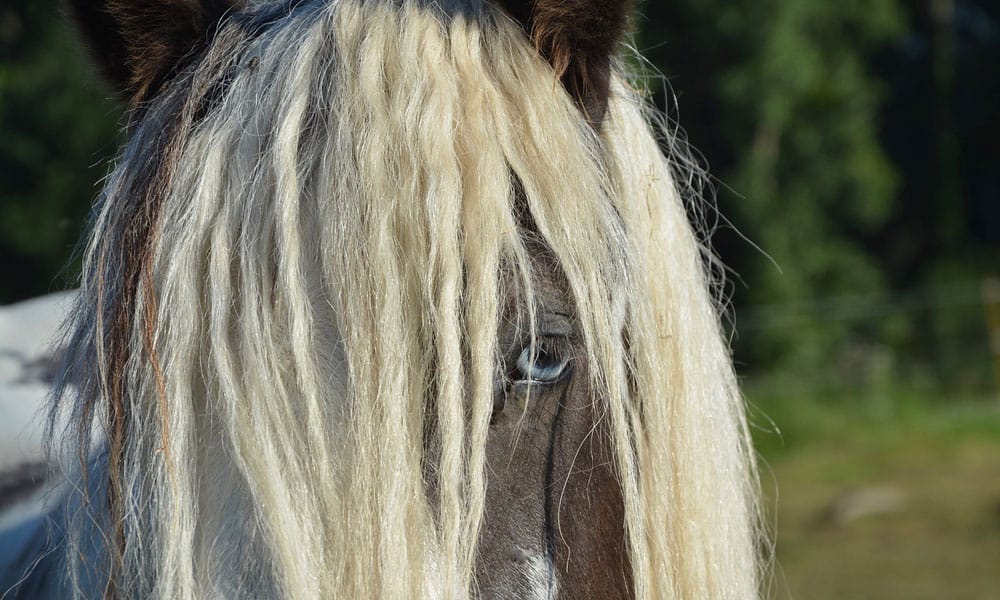 10 Tips For A Luscious Mane And Tail - COWGIRL Magazine