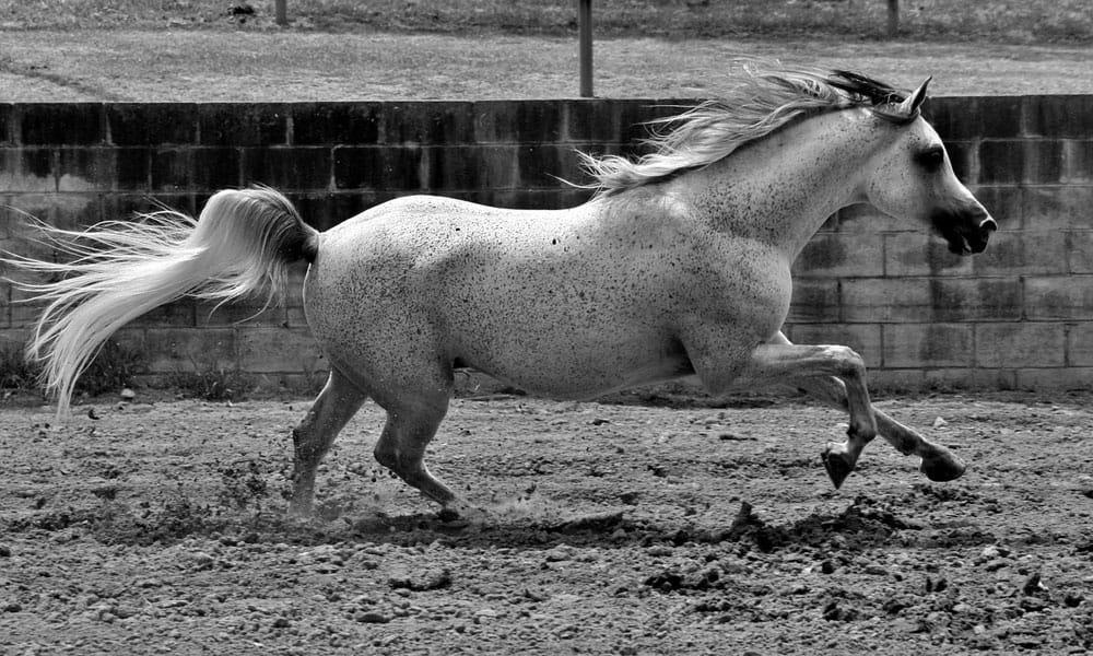 Five Shades Of Gorgeous Gray Horses - COWGIRL Magazine