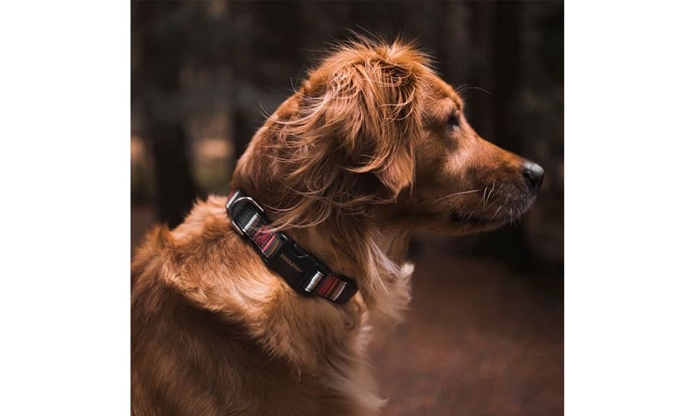 I Promise Your Dog Wants To Be A Pendleton Puppy!