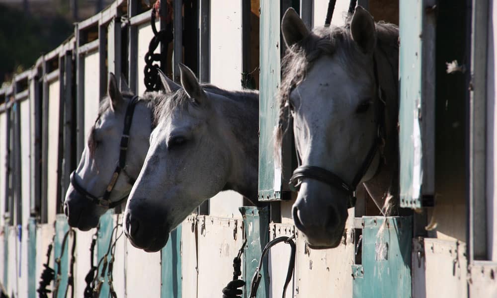 Best Tips For Finding The Perfect Boarding Barn - COWGIRL Magazine