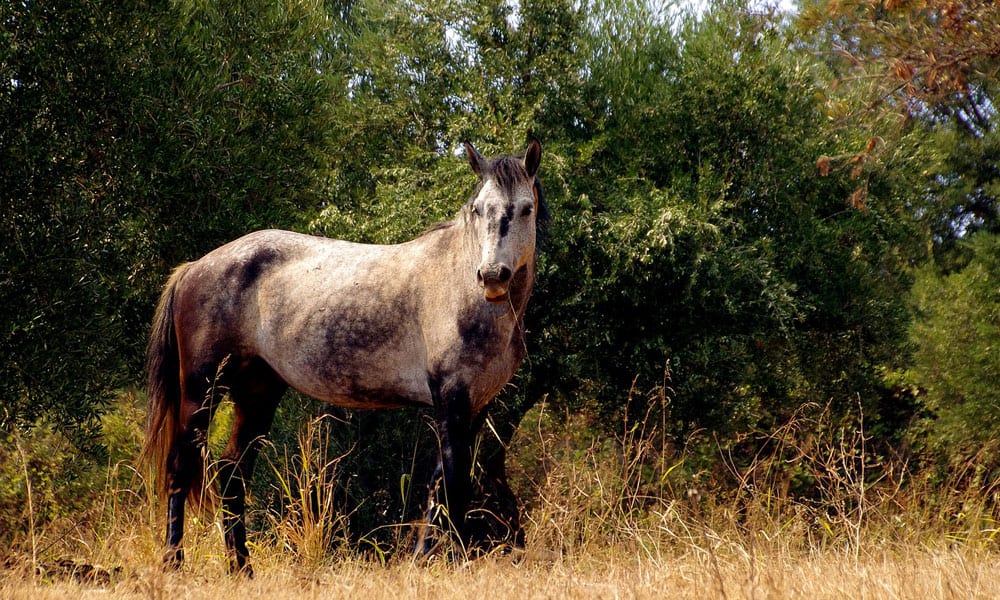 5 Ways To Remember A Horse That's Passed Away - COWGIRL Magazine