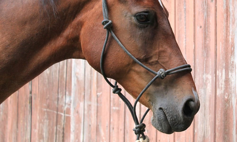 How To Teach Your Horse To Ground Tie - COWGIRL Magazine